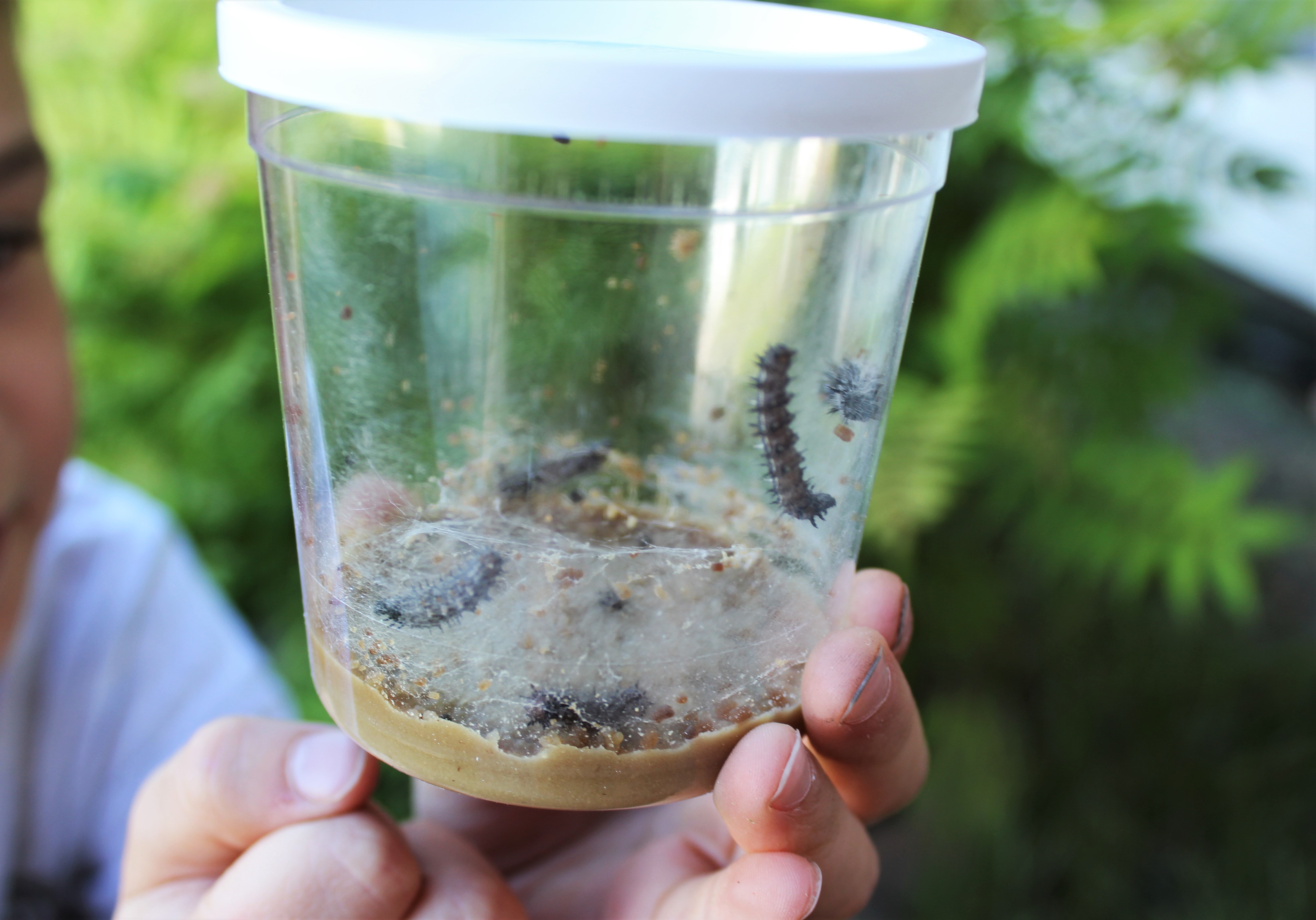 #HappyHomeschooling is . . . a cup of 🐛CATERPILLARS🦋 (poop and all ...